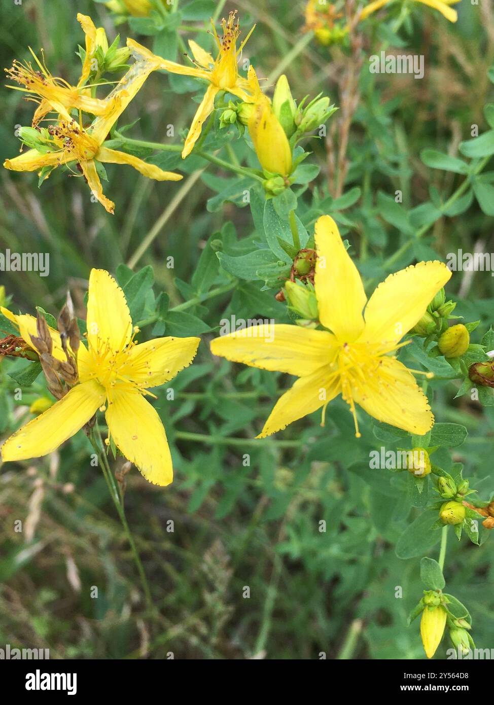 Common St. John's Wort (Hypericum perforatum) Plantae Stock Photo - Alamy