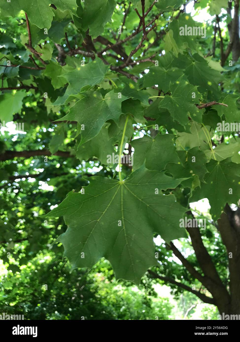 Norway maple (Acer platanoides) Plantae Stock Photo - Alamy