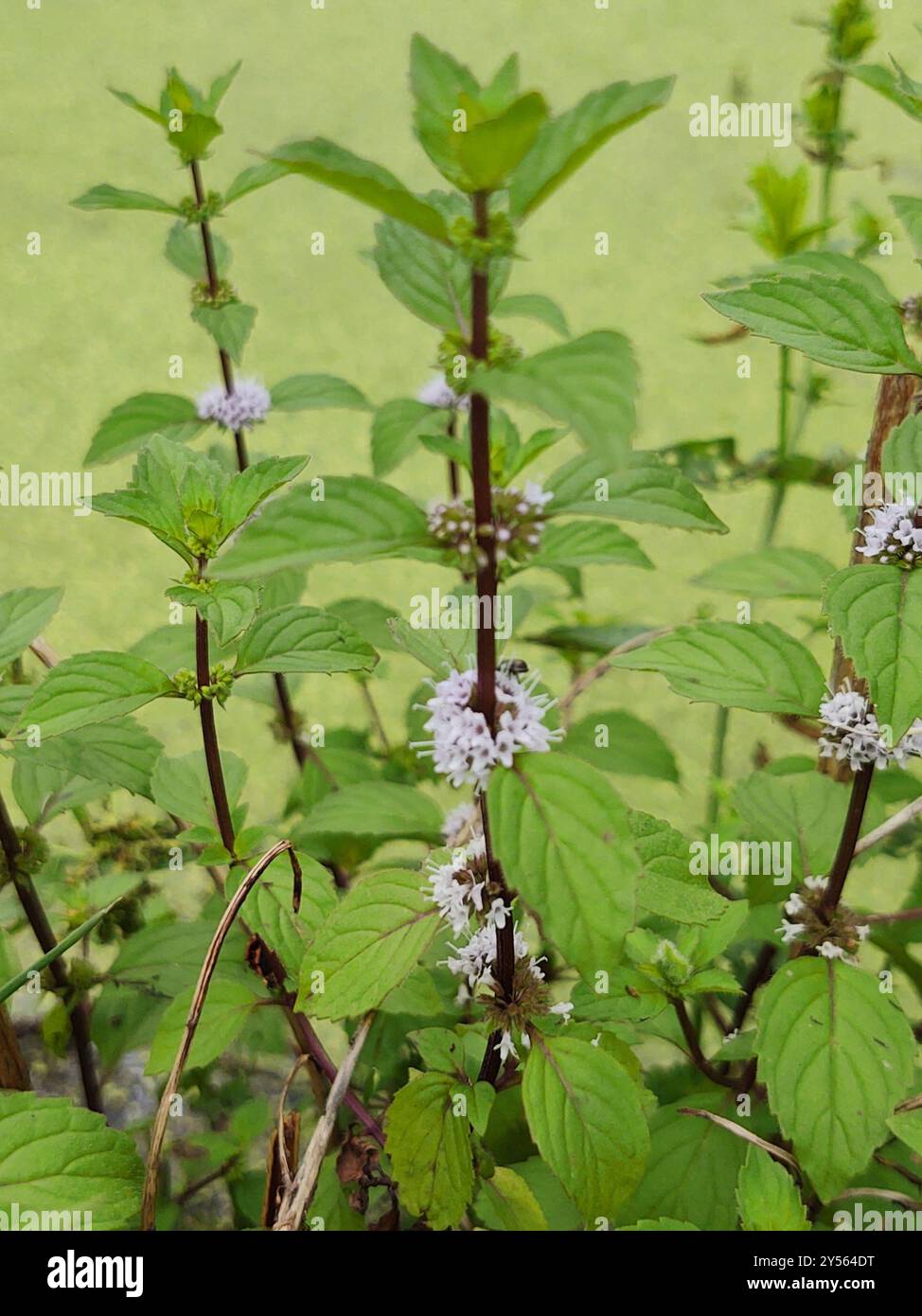 corn mint (Mentha arvensis) Plantae Stock Photo - Alamy