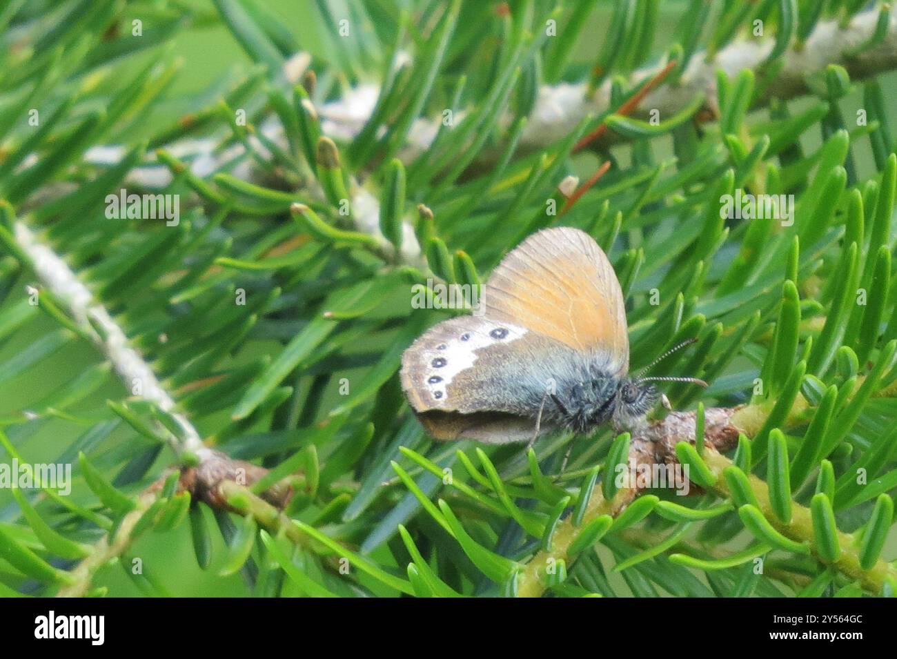Alpine Heath (Coenonympha gardetta) Insecta Stock Photo - Alamy