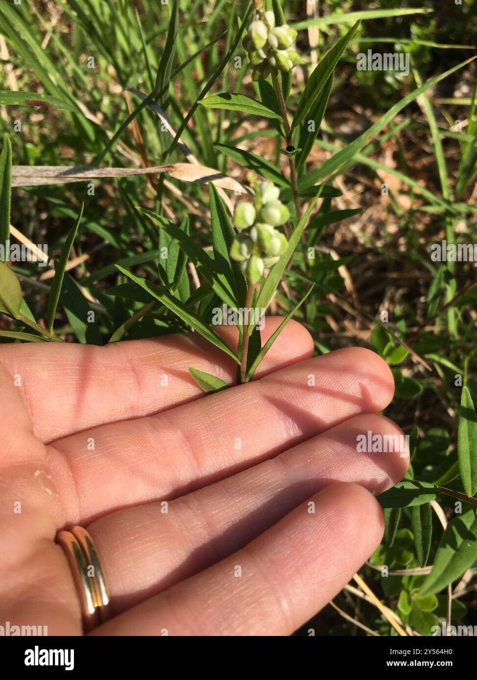 Seneca snakeroot (Senega officinalis) Plantae Stock Photo - Alamy