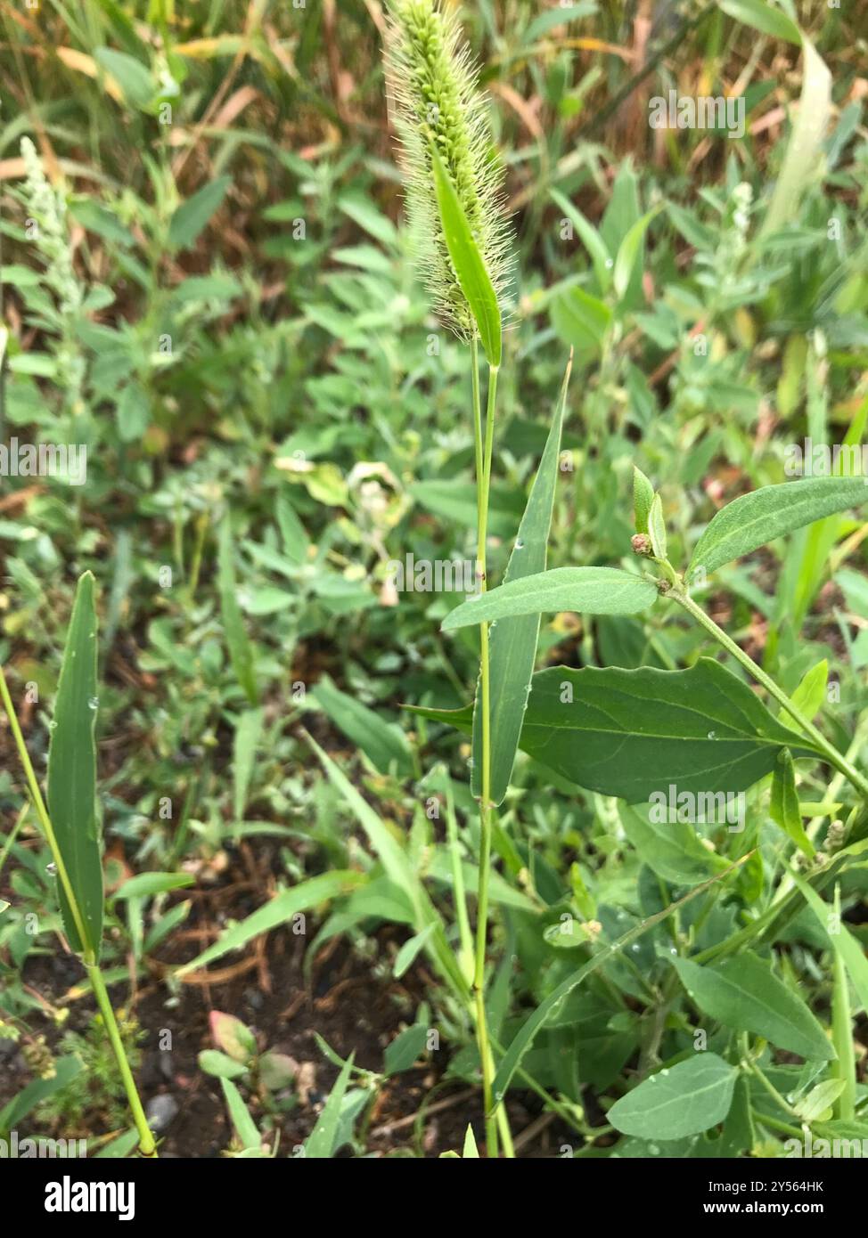 Green Bristle Grass (Setaria viridis) Plantae Stock Photo - Alamy