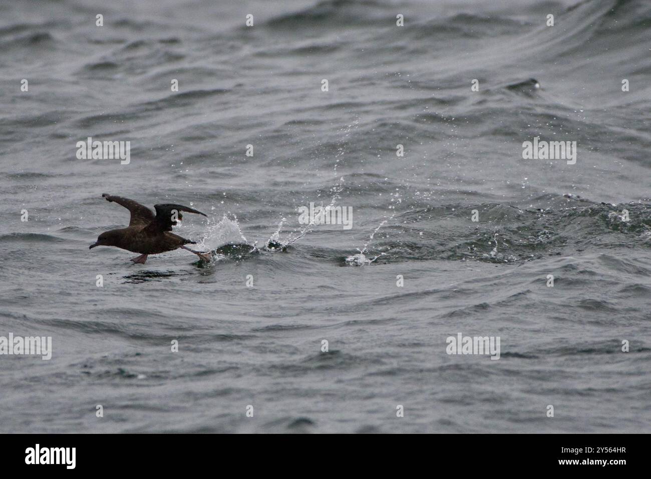 Sooty Shearwater (Ardenna grisea) Aves Stock Photo - Alamy