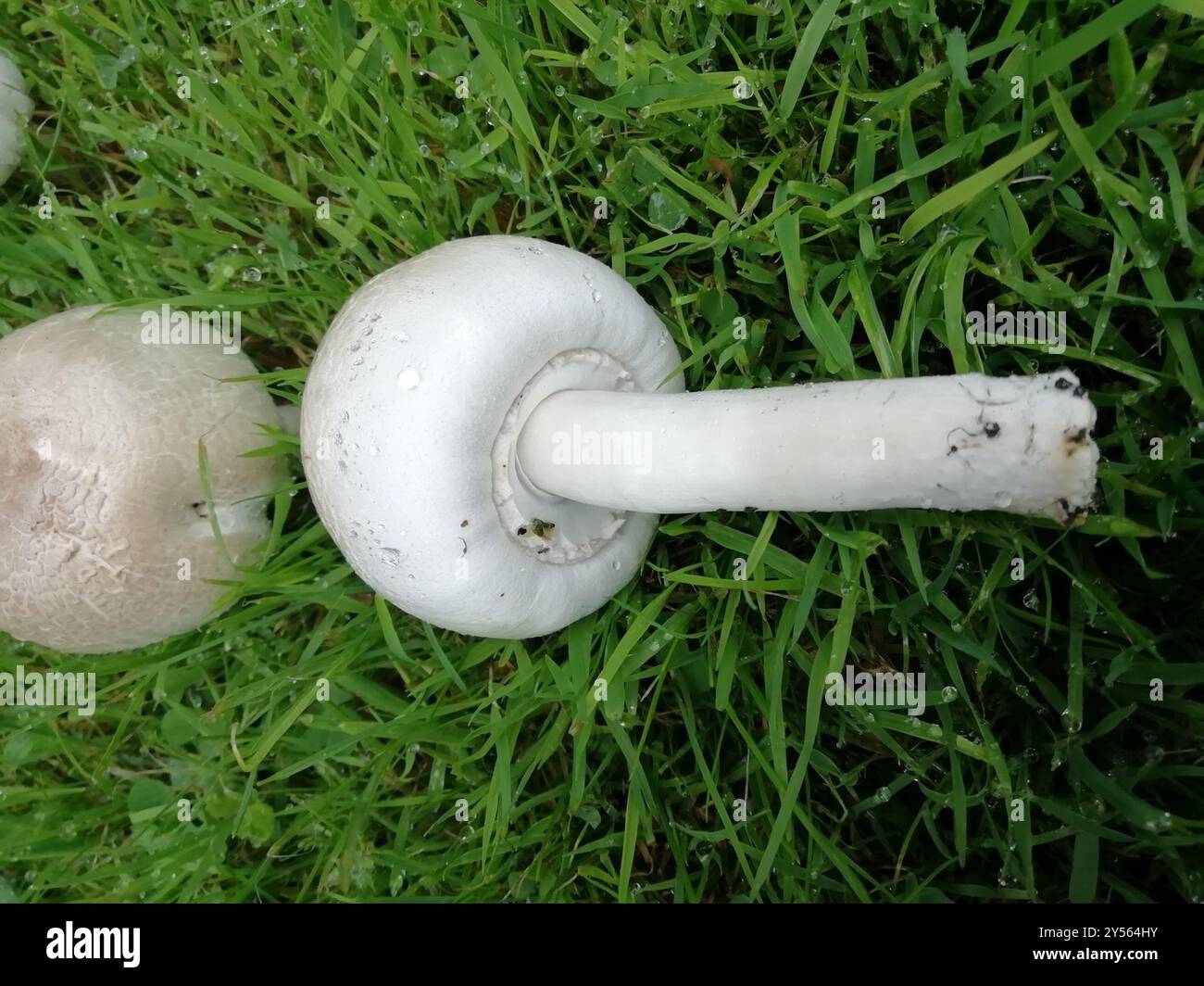 Yellow Stainer (Agaricus xanthodermus) Fungi Stock Photo - Alamy