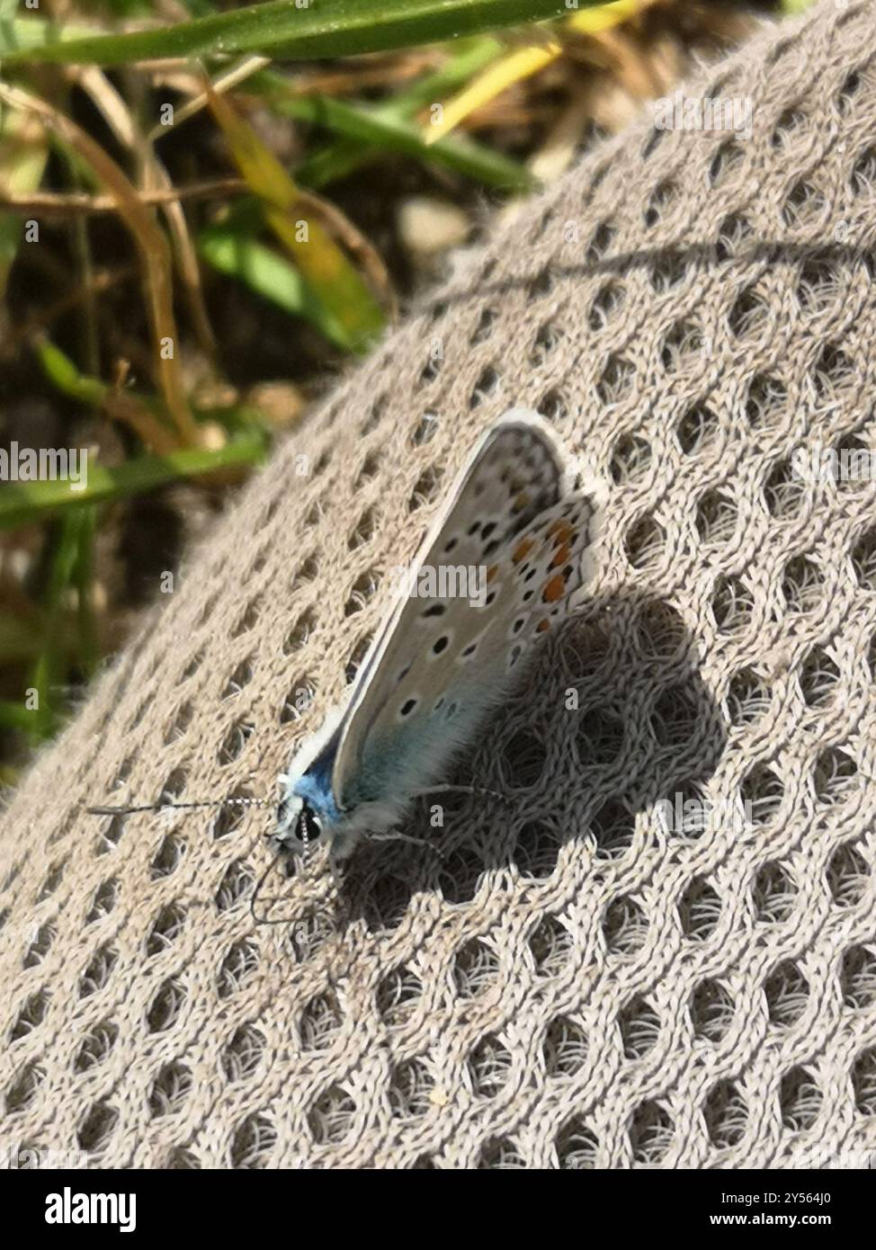 Common Blue (Polyommatus icarus) Insecta Stock Photo - Alamy