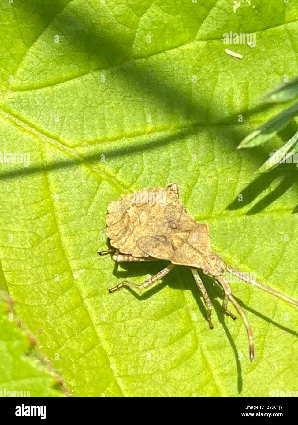 Dock Bug (Coreus marginatus) Insecta Stock Photo - Alamy