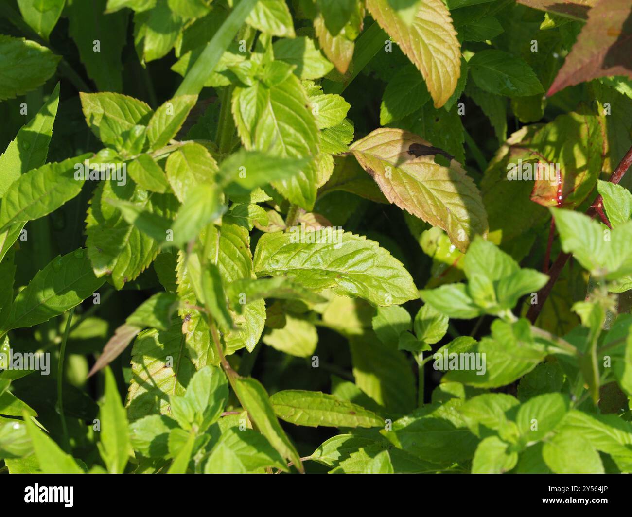 corn mint (Mentha arvensis) Plantae Stock Photo - Alamy