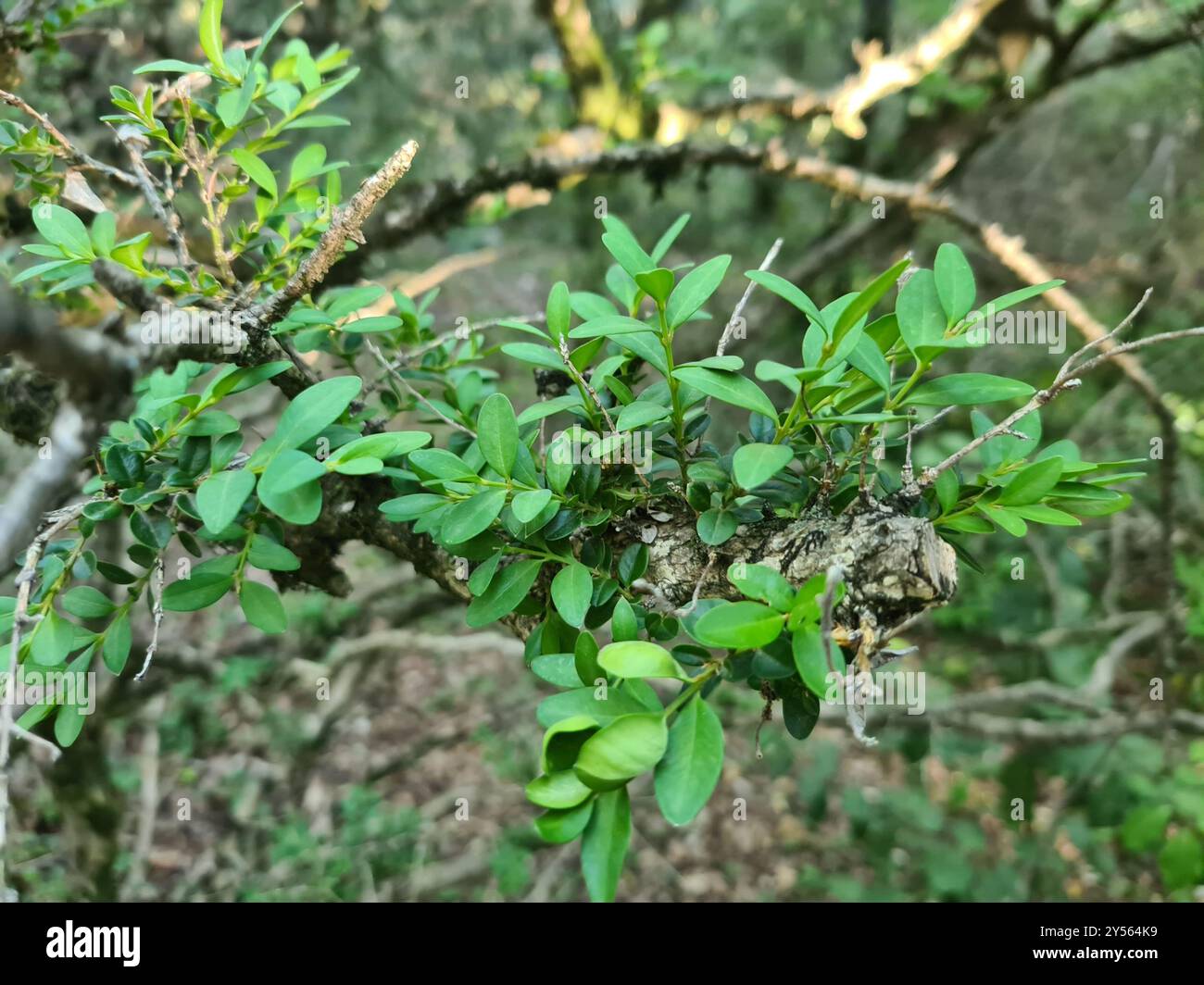 common box (Buxus sempervirens) Plantae Stock Photo - Alamy