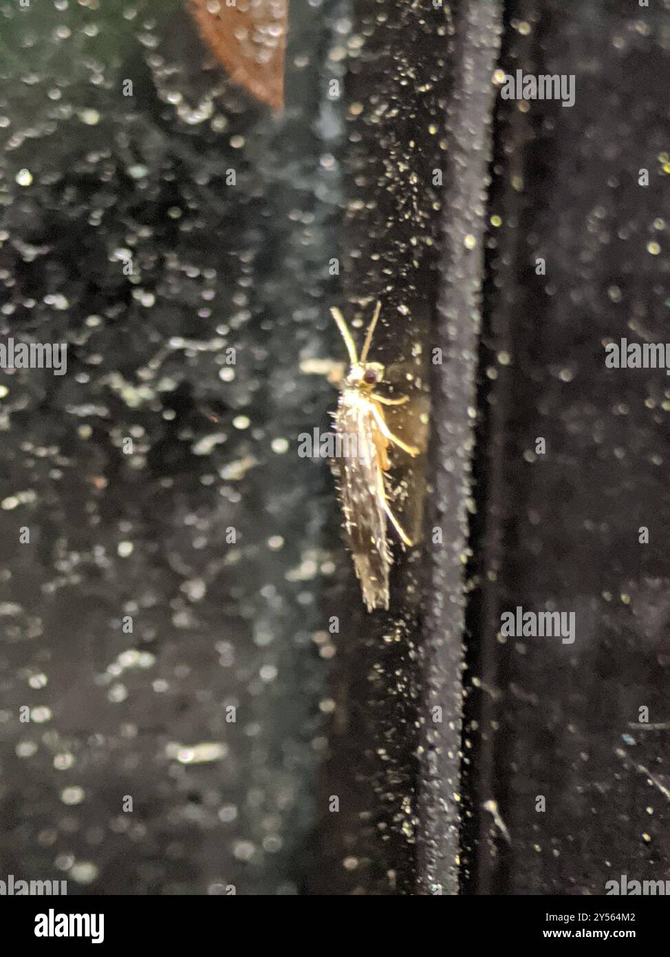 Microcaddisflies (Hydroptilidae) Insecta Stock Photo - Alamy