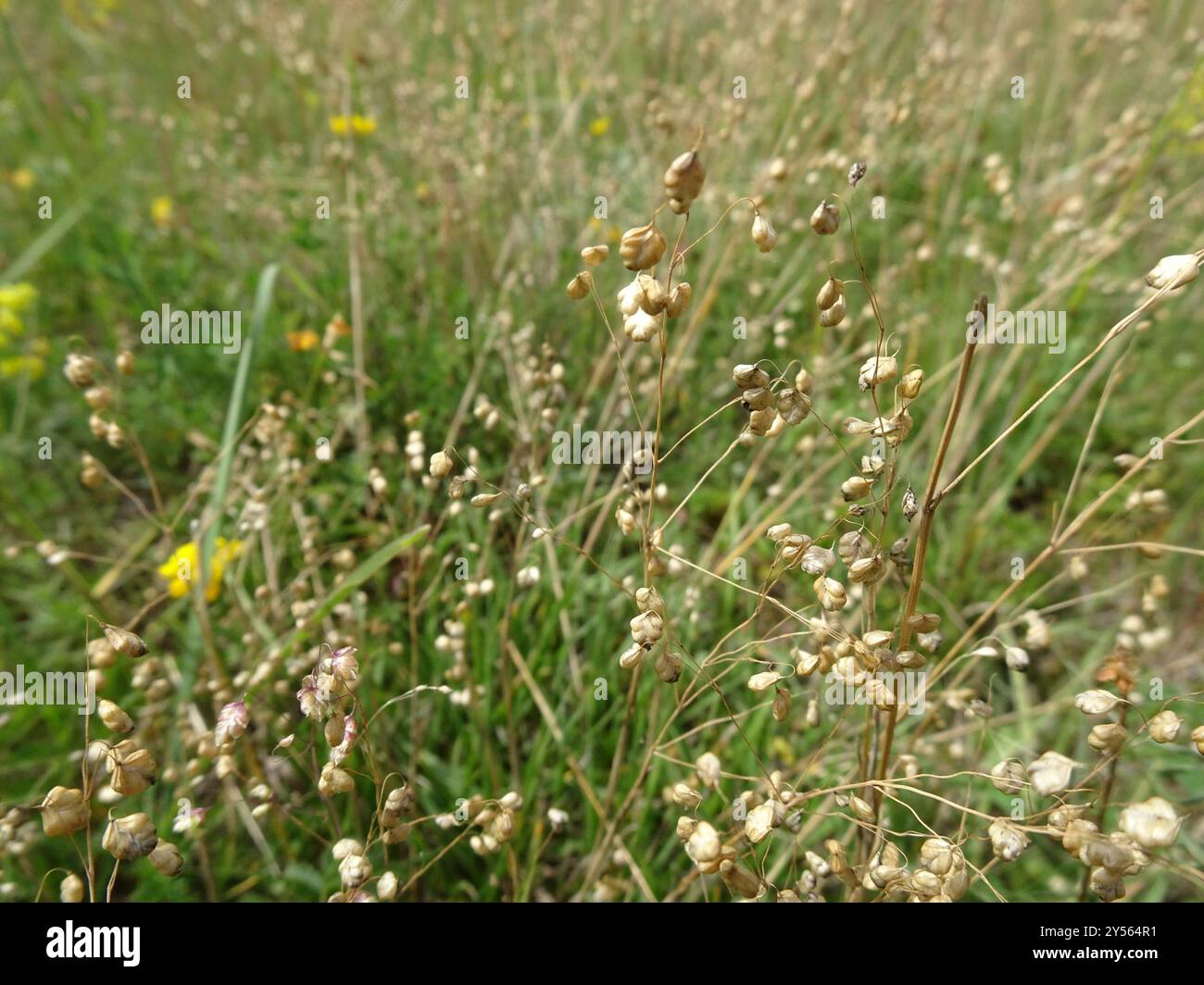 Quaking-grass (Briza media) Plantae Stock Photo - Alamy