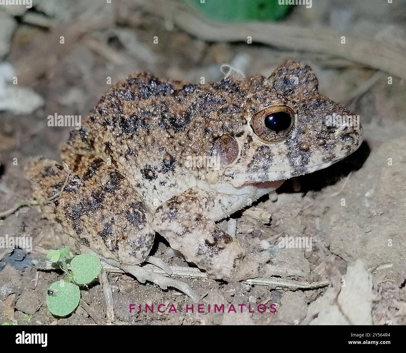 Common Big-headed Frog (Oreobates quixensis) Amphibia Stock Photo - Alamy