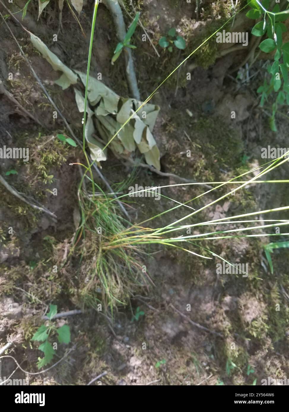 wavy hair-grass (Avenella flexuosa) Plantae Stock Photo - Alamy