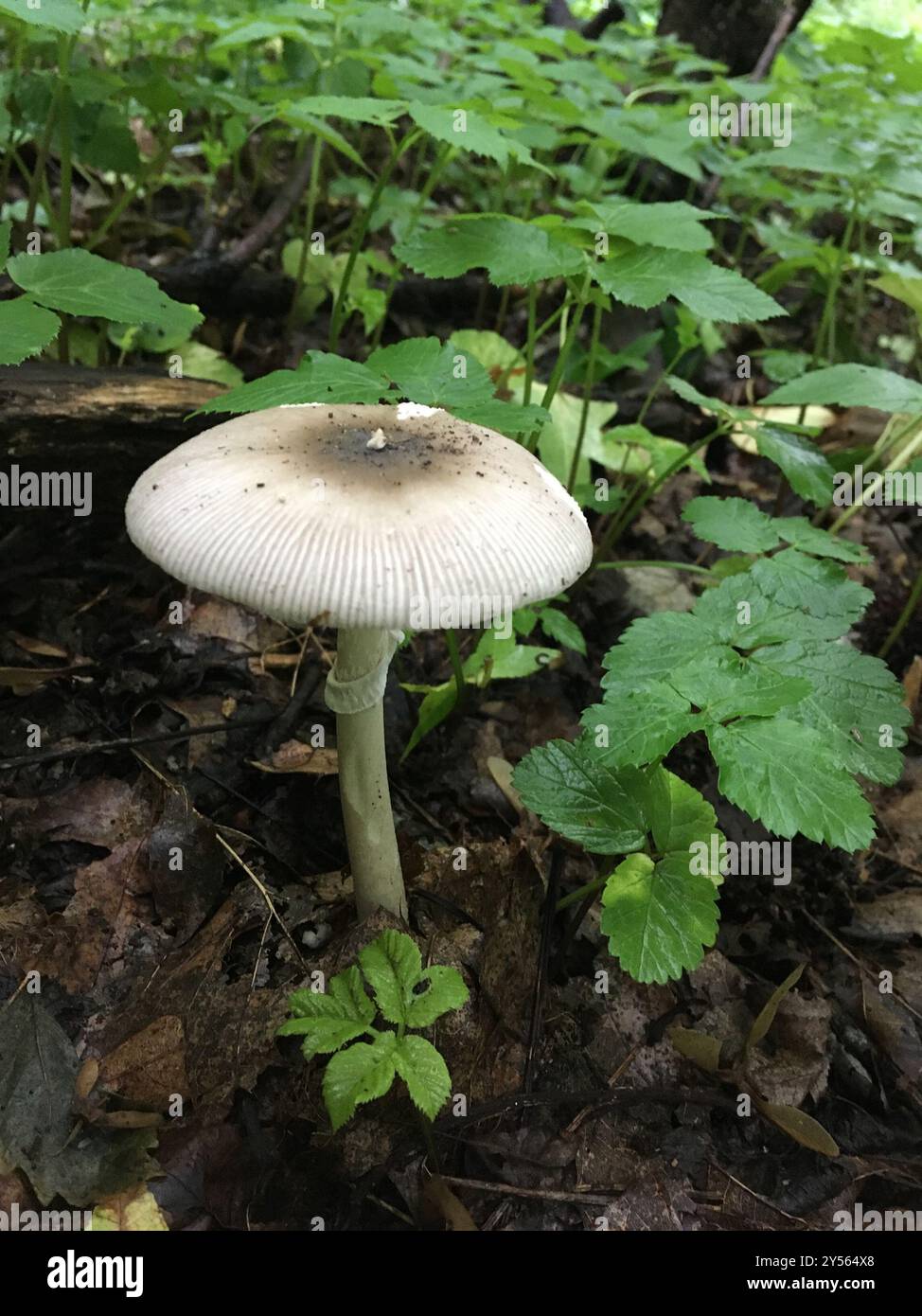 Hated Caesar (Amanita spreta) Fungi Stock Photo - Alamy