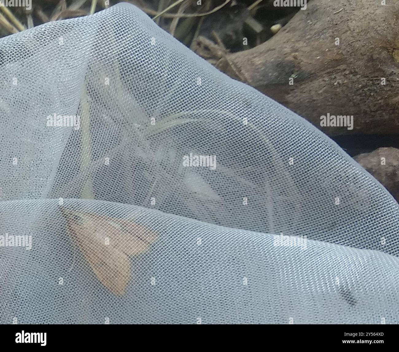 Rusty Dot Pearl (Udea ferrugalis) Insecta Stock Photo - Alamy