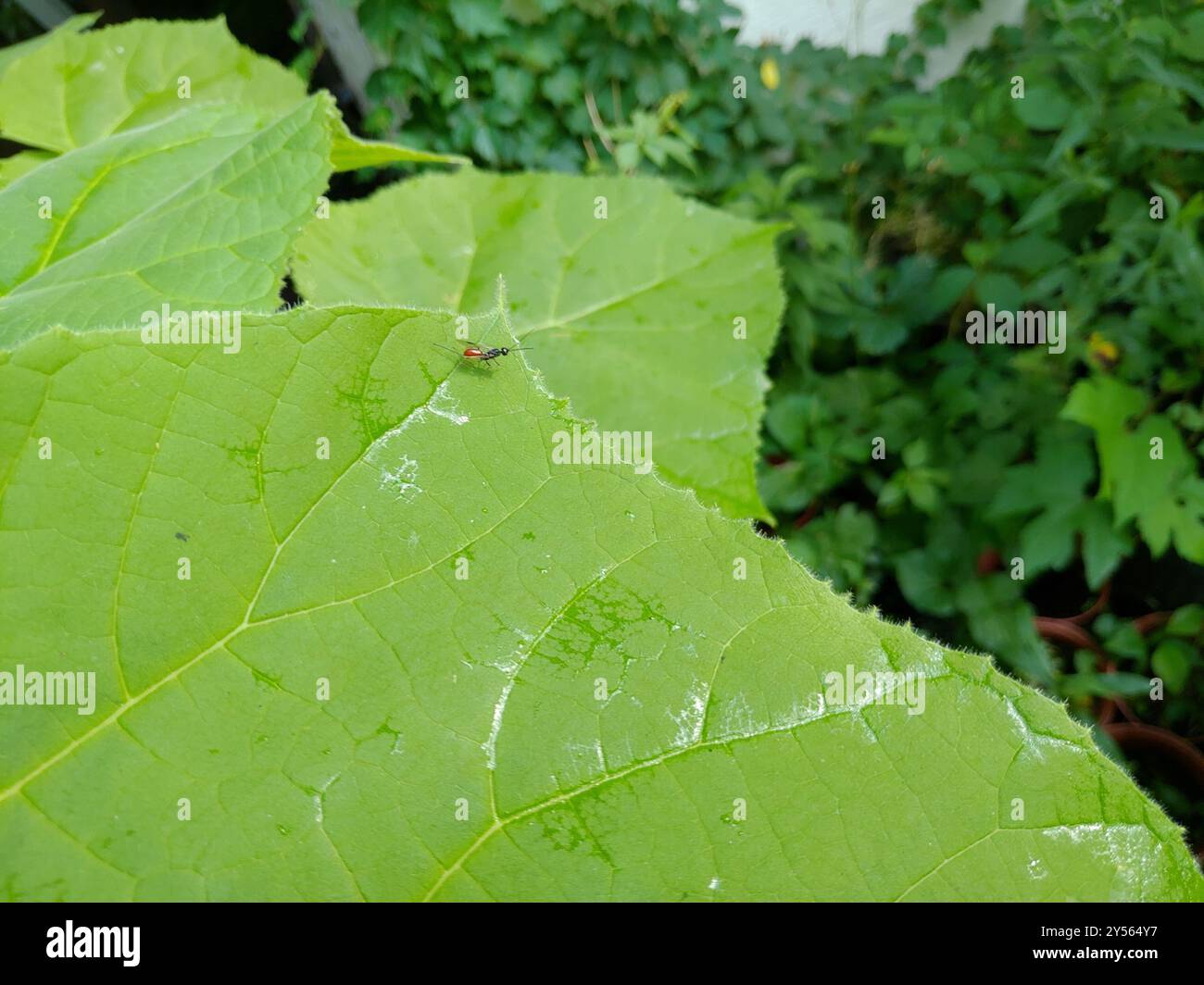 Aulacid Wasps (Aulacidae) Insecta Stock Photo - Alamy