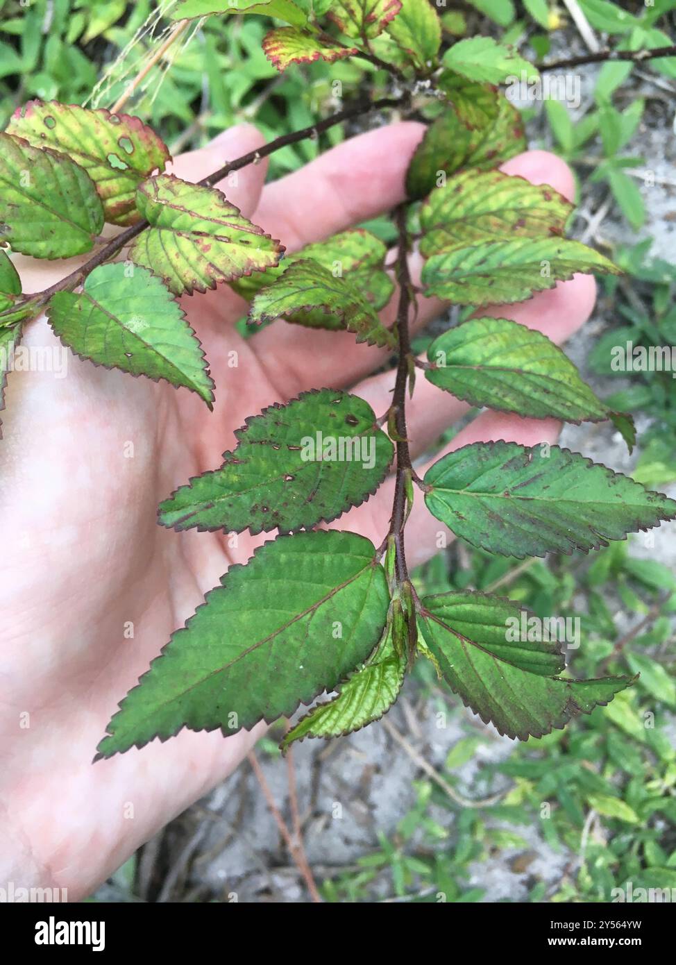 Common Fanpetals (Sida ulmifolia) Plantae Stock Photo - Alamy