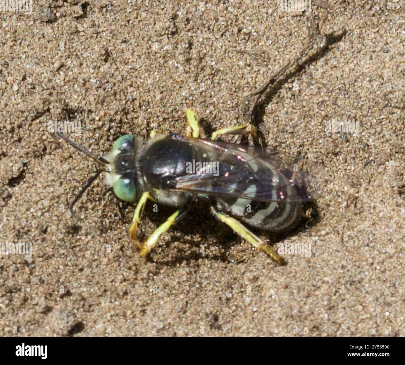 American Sand Wasp (Bembix americana) Insecta Stock Photo - Alamy