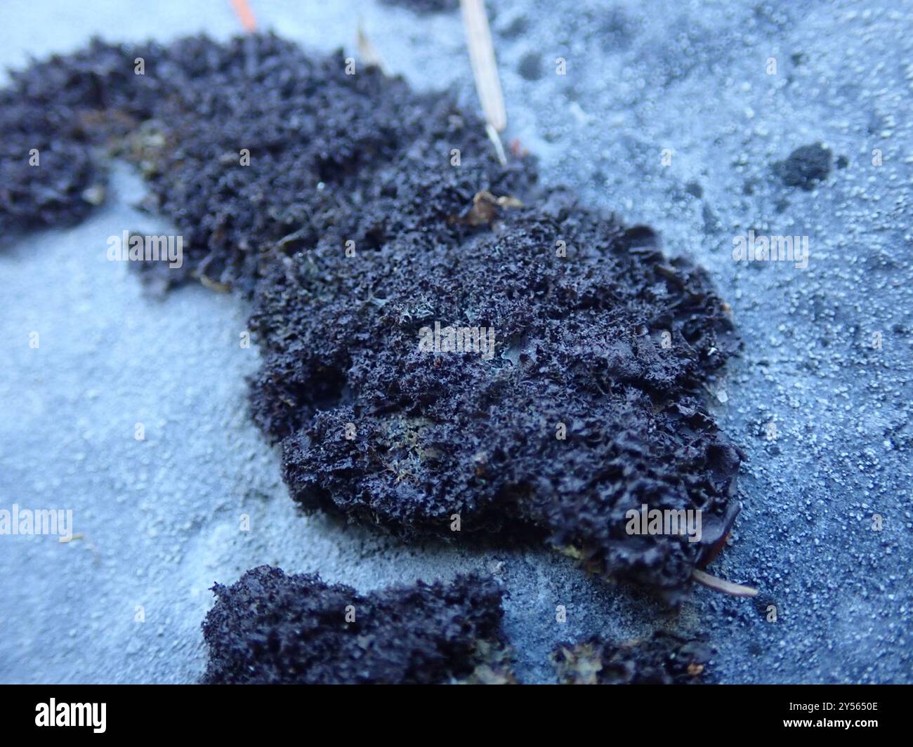Tattered Jellyskin Lichen (Scytinium lichenoides) Fungi Stock Photo - Alamy