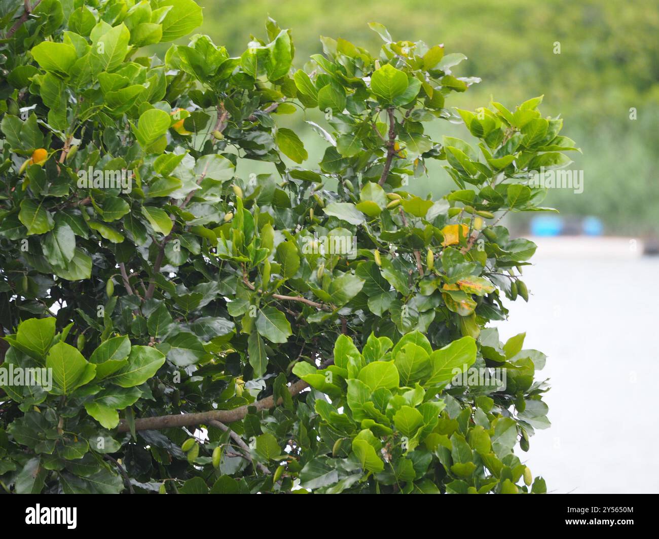 Indian beech tree (Millettia pinnata) Plantae Stock Photo - Alamy
