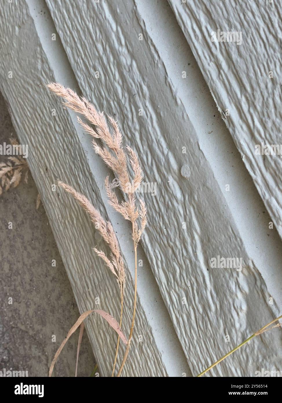 Bushgrass (Calamagrostis epigejos) Plantae Stock Photo - Alamy