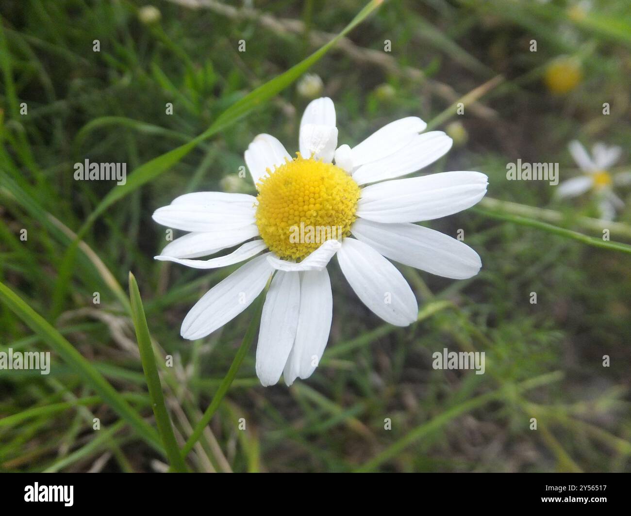 scentless mayweed (Tripleurospermum inodorum) Plantae Stock Photo - Alamy