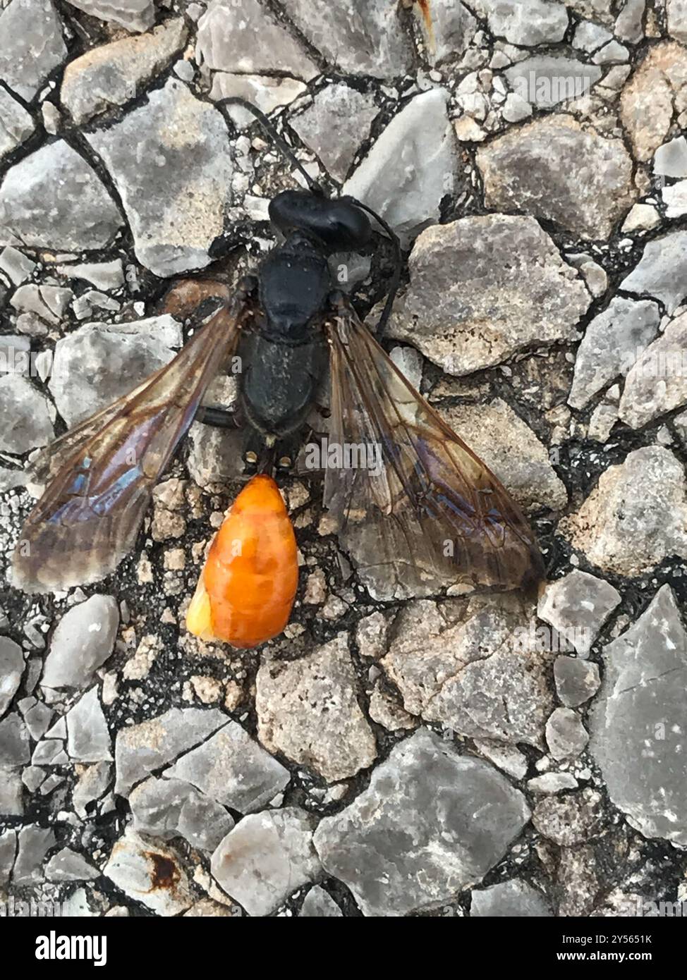 Sphex lucae hi-res stock photography and images - Alamy