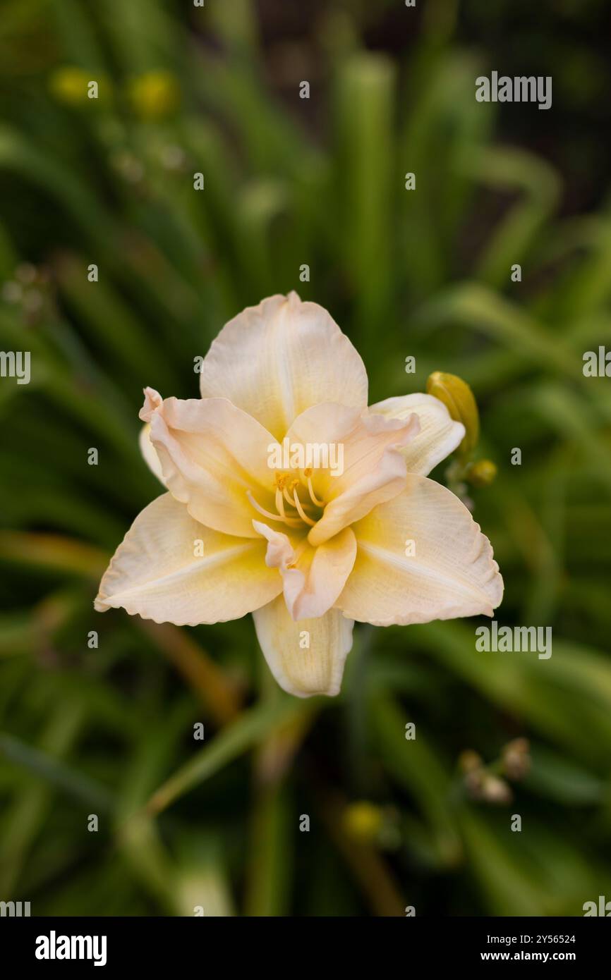 Beautiful cream (beige) daylily in the garden against the background of ...