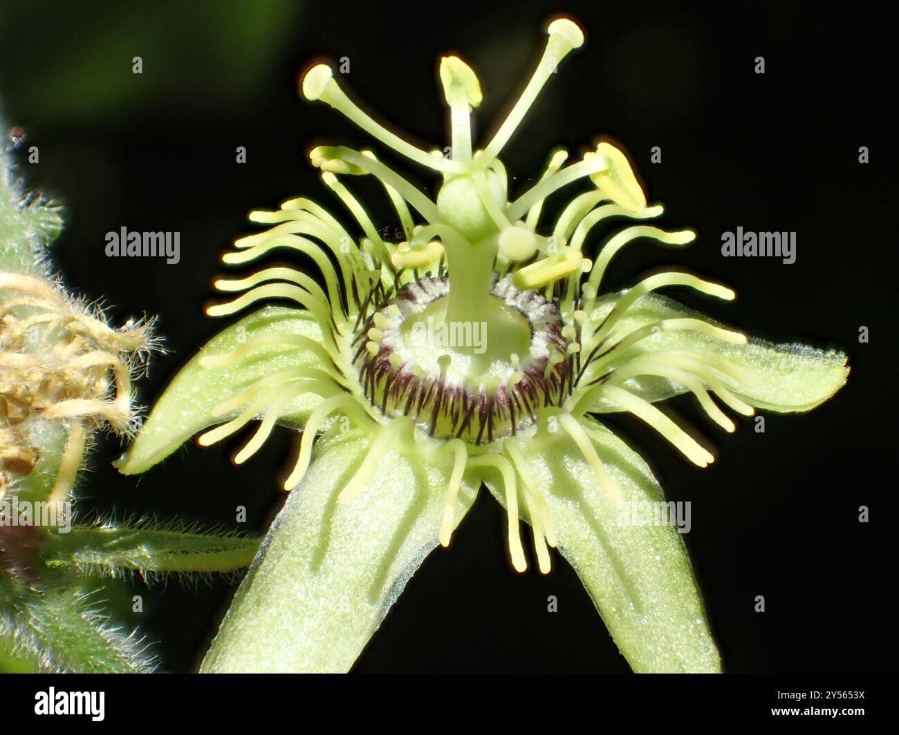 corkystem passionflower (Passiflora suberosa) Plantae Stock Photo - Alamy