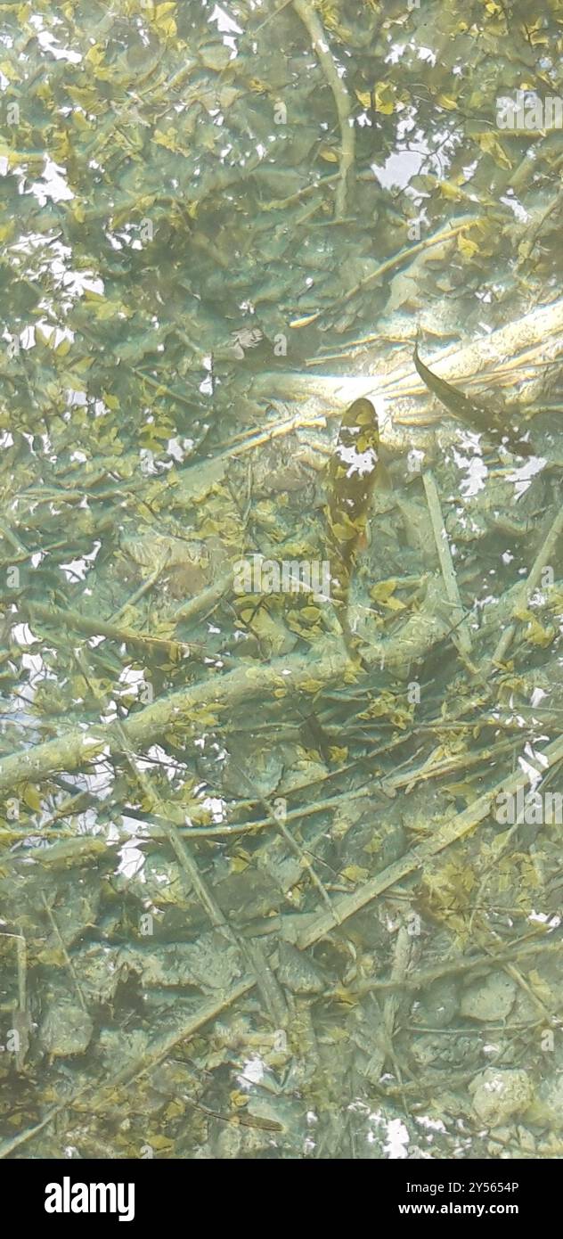 European chub (Squalius cephalus) Actinopterygii Stock Photo - Alamy