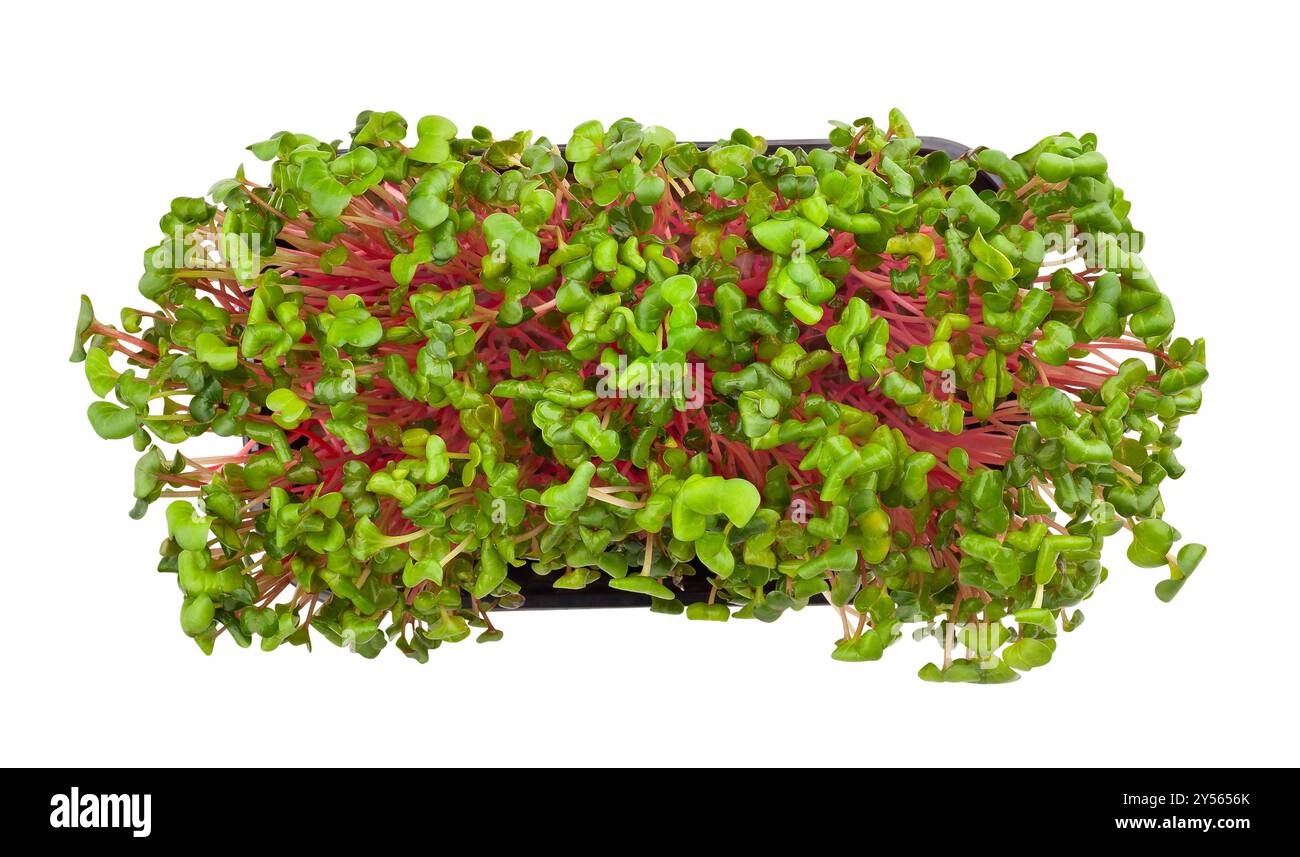 radish sprouts path isolated on white top view Stock Photo - Alamy