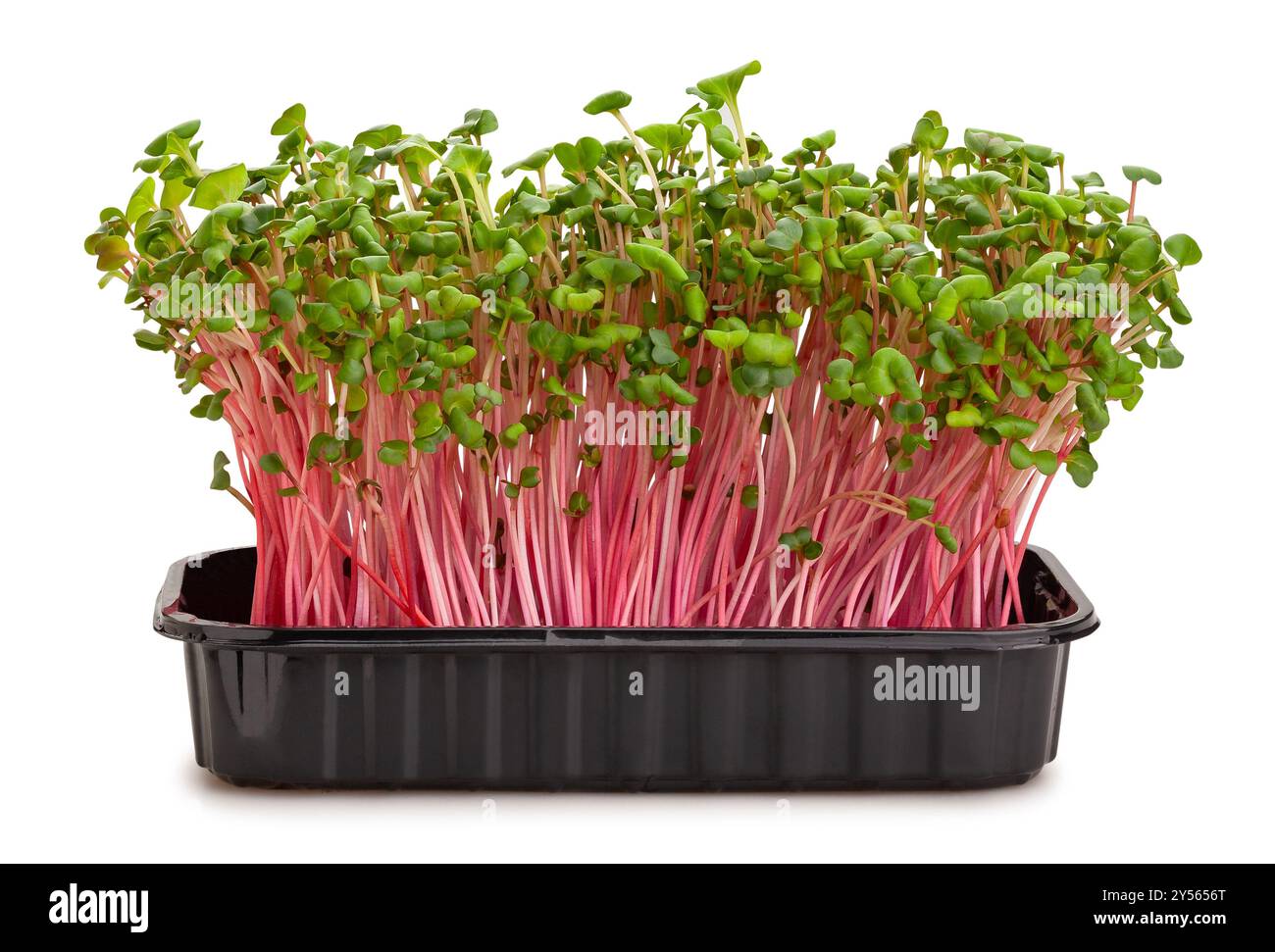 radish sprouts path isolated on white Stock Photo - Alamy