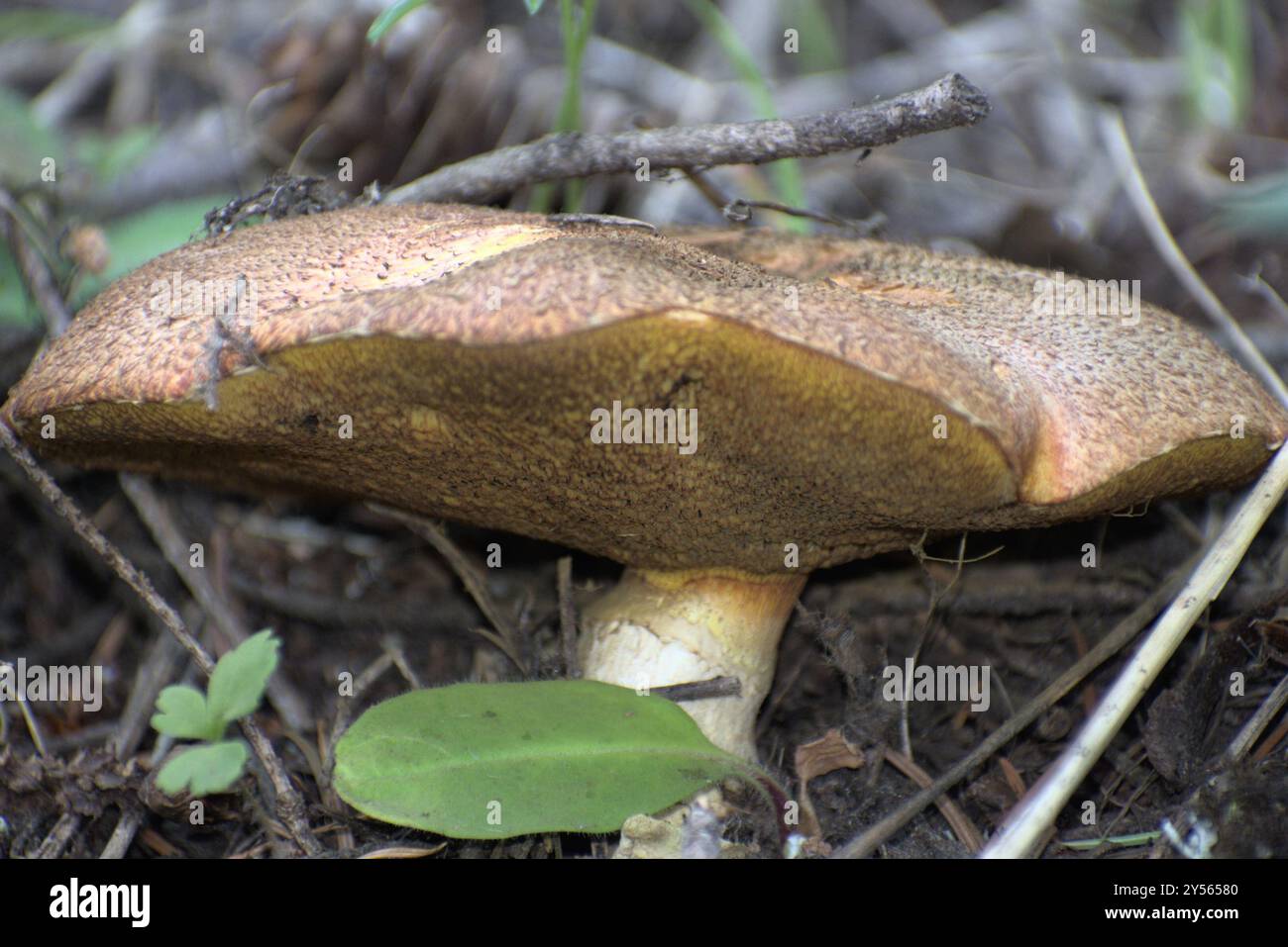 boletes (Boletaceae) Fungi Stock Photo - Alamy