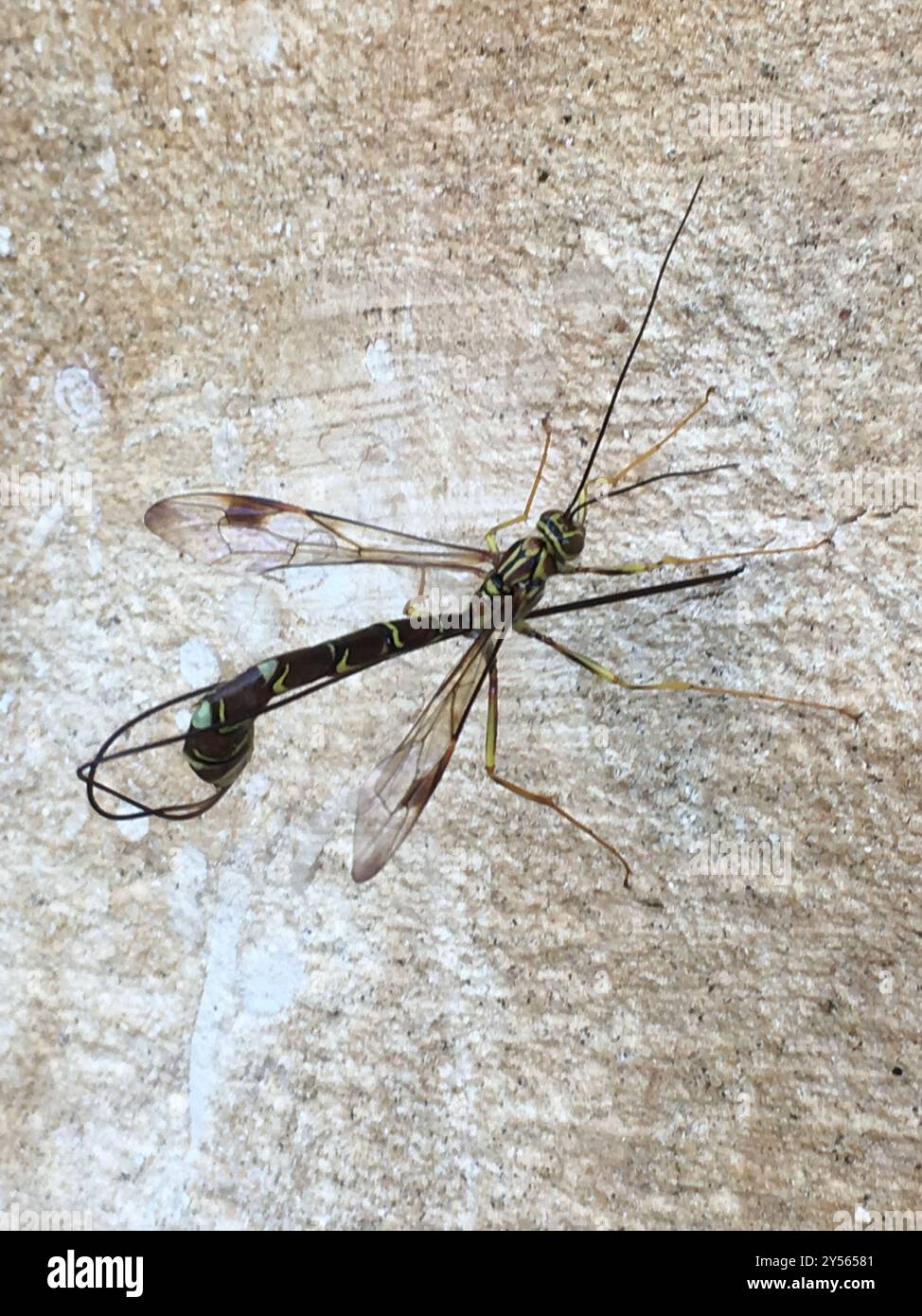 Long-tailed Giant Ichneumonid Wasp (Megarhyssa macrurus) Insecta Stock ...