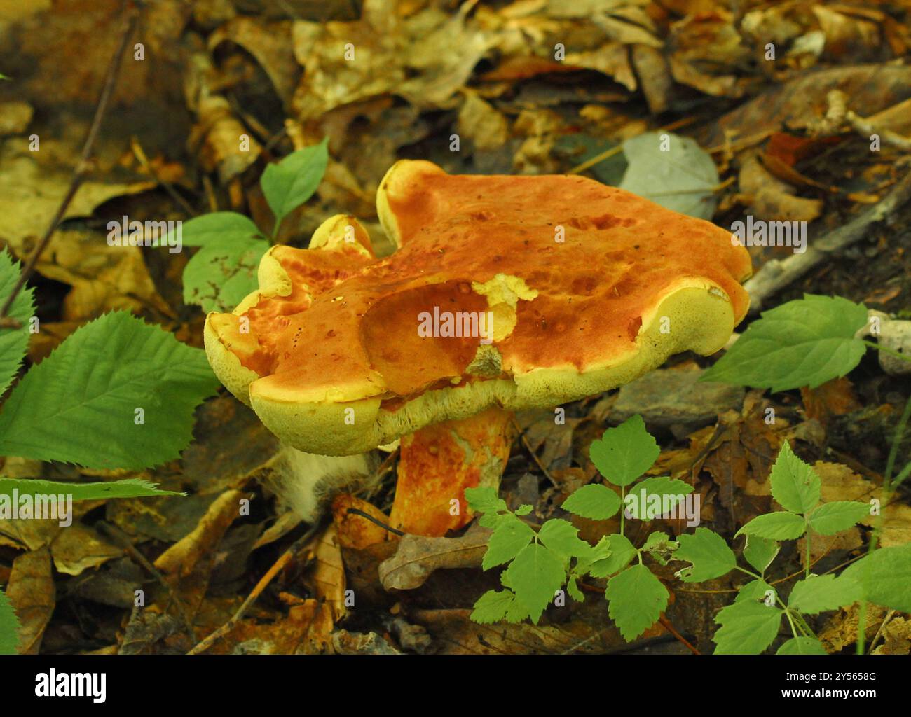 boletes (Boletaceae) Fungi Stock Photo - Alamy