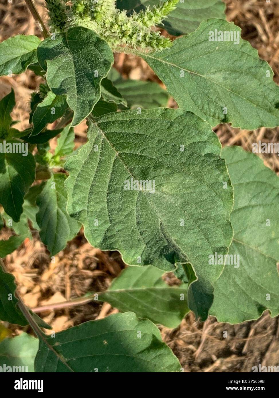 green amaranth (Amaranthus viridis) Plantae Stock Photo - Alamy