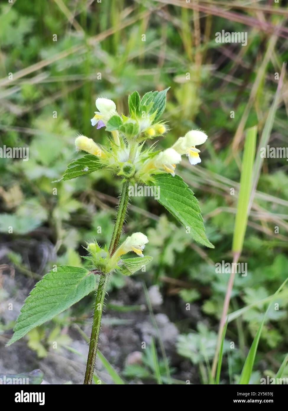 Large-flowered Hemp-nettle (Galeopsis speciosa) Plantae Stock Photo - Alamy