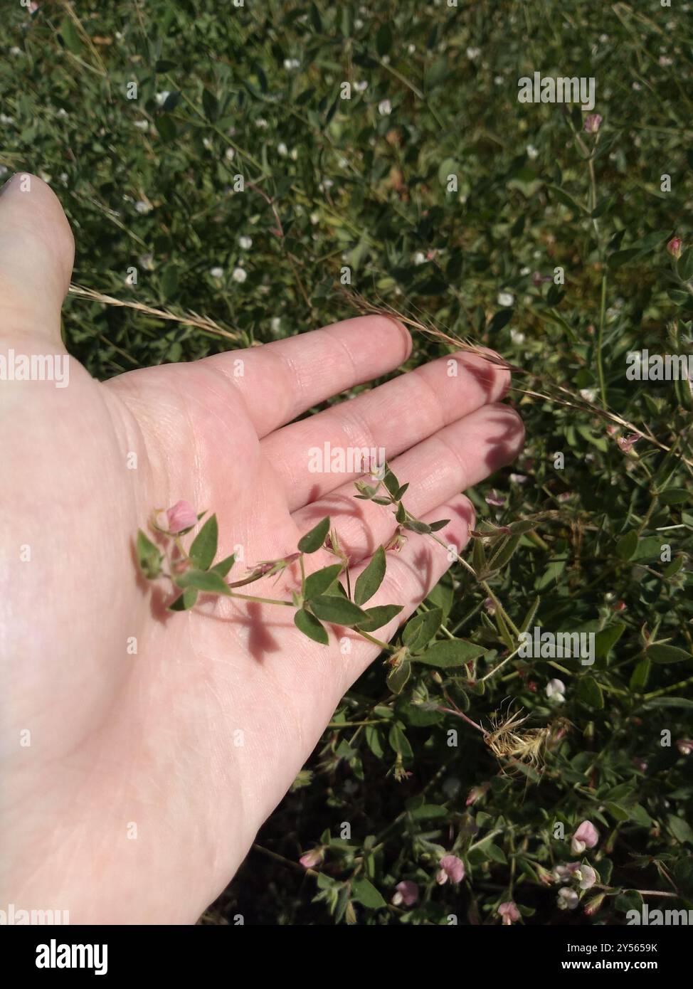 Spanish clover (Acmispon americanus) Plantae Stock Photo - Alamy