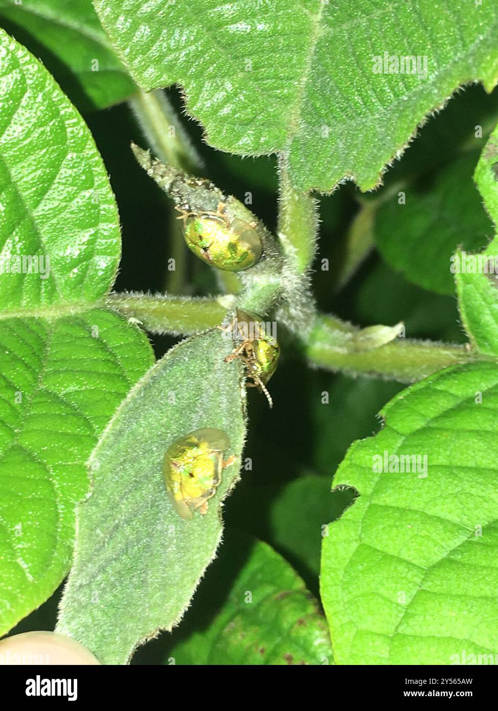 Geiger Tortoise Beetle (Eurypepla calochroma floridensis) Insecta Stock ...