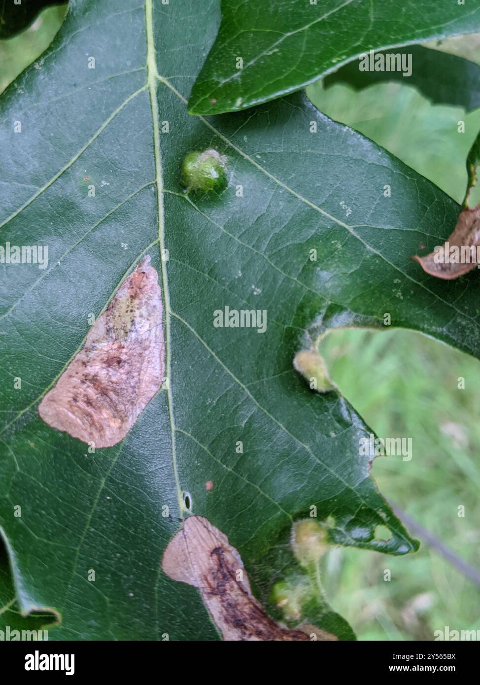 Oak Blister Gall Mite (Aceria querci) Arachnida Stock Photo - Alamy