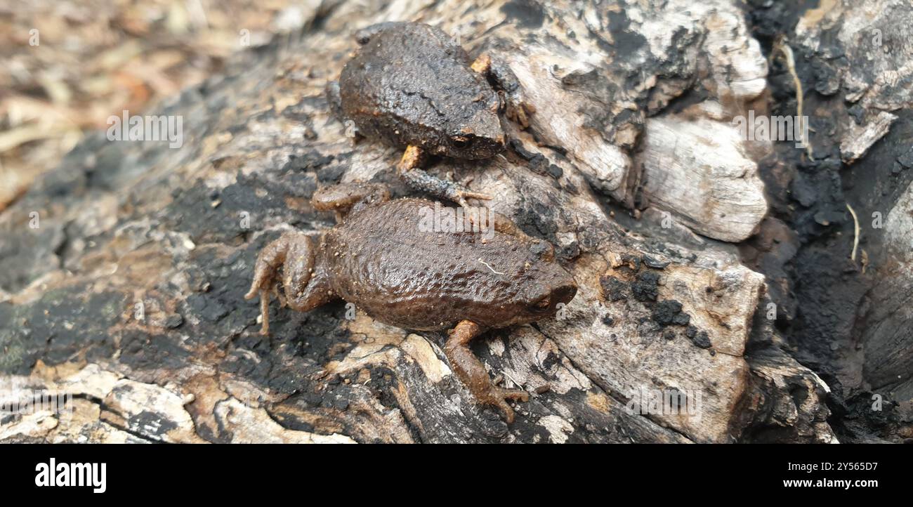 Brown Brood Frog (Pseudophryne bibronii) Amphibia Stock Photo - Alamy