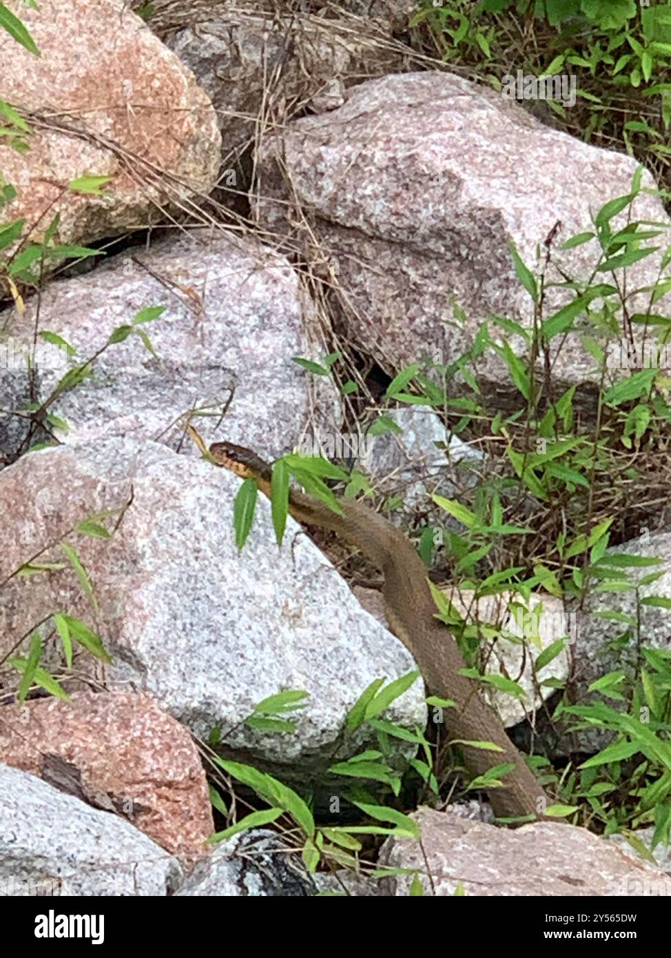 Plain-bellied Watersnake (Nerodia erythrogaster) Reptilia Stock Photo ...