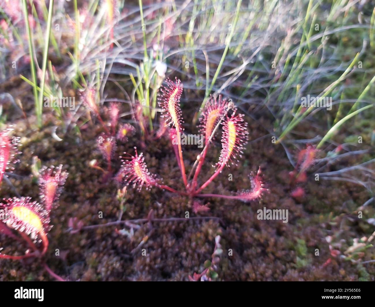 Great Sundew (Drosera anglica) Plantae Stock Photo - Alamy