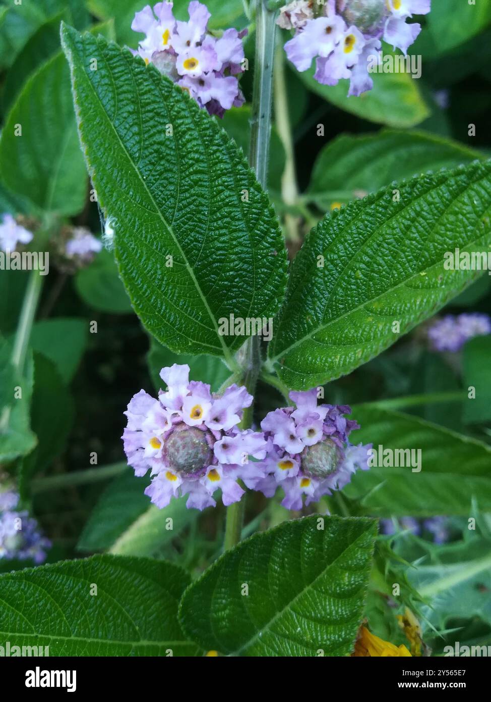 Bushy Lippia (Lippia alba) Plantae Stock Photo - Alamy
