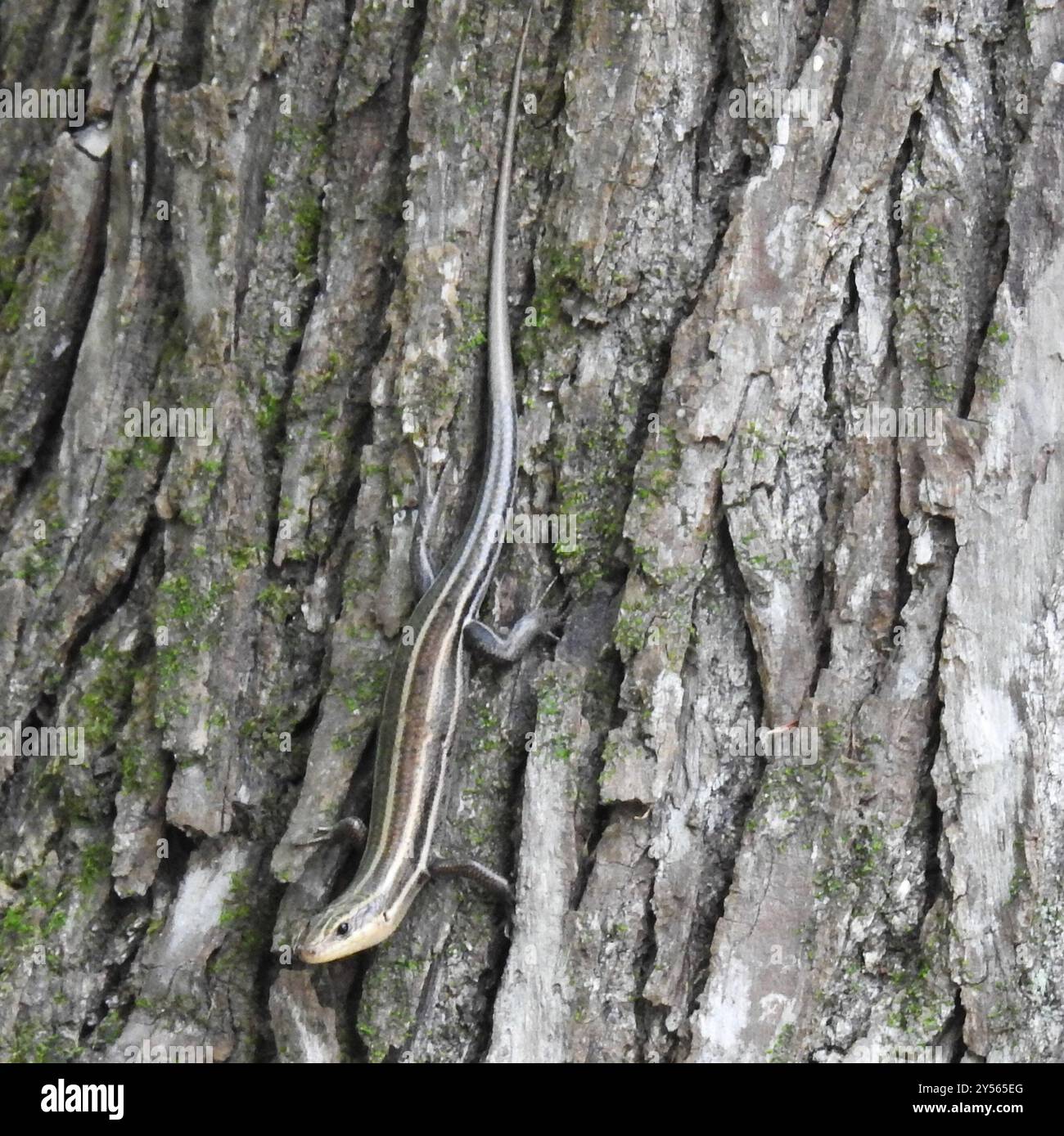 Common Five-lined Skink (Plestiodon fasciatus) Reptilia Stock Photo - Alamy