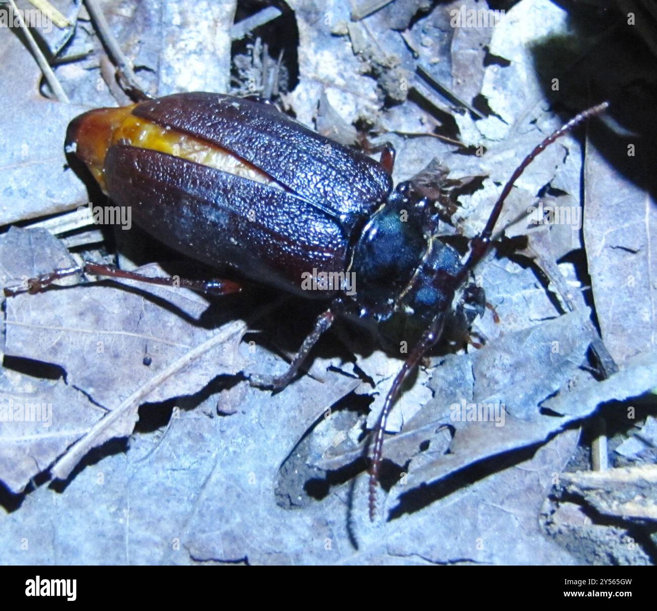 Imbricornis hi-res stock photography and images - Alamy