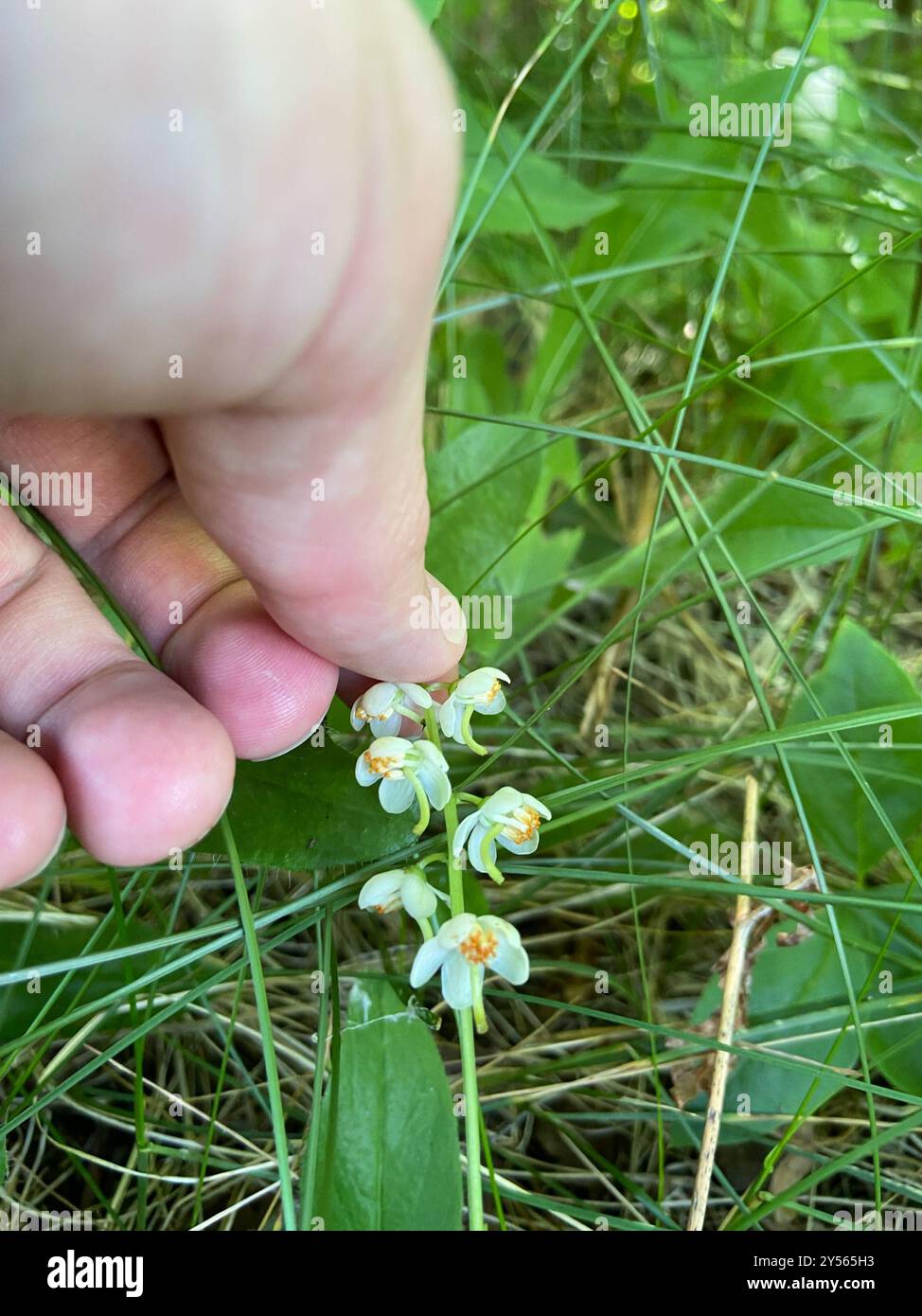 shinleaf (Pyrola elliptica) Plantae Stock Photo - Alamy