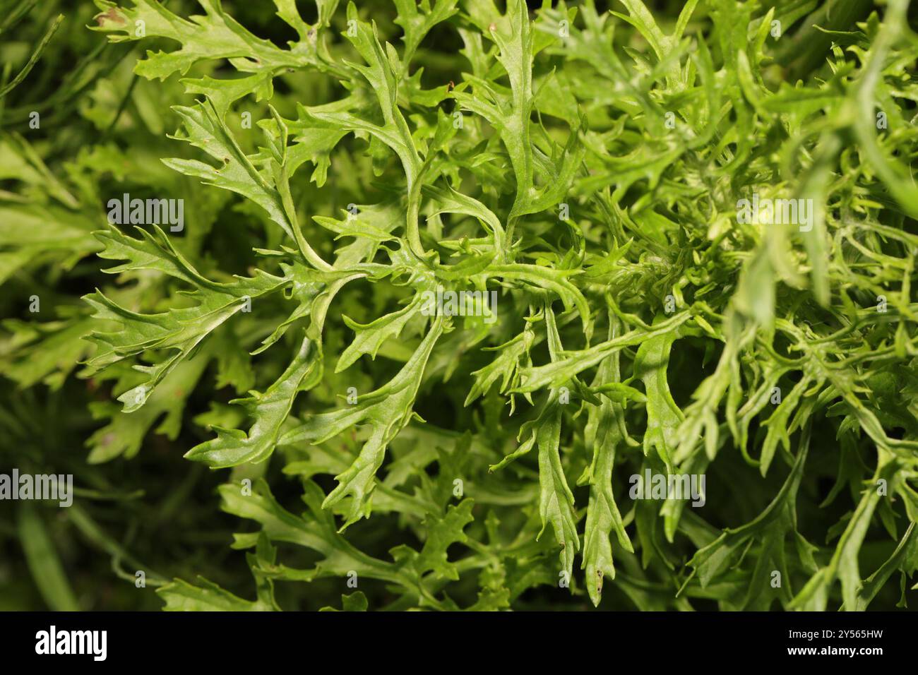 Hoary Ragwort (Jacobaea erucifolia) Plantae Stock Photo - Alamy