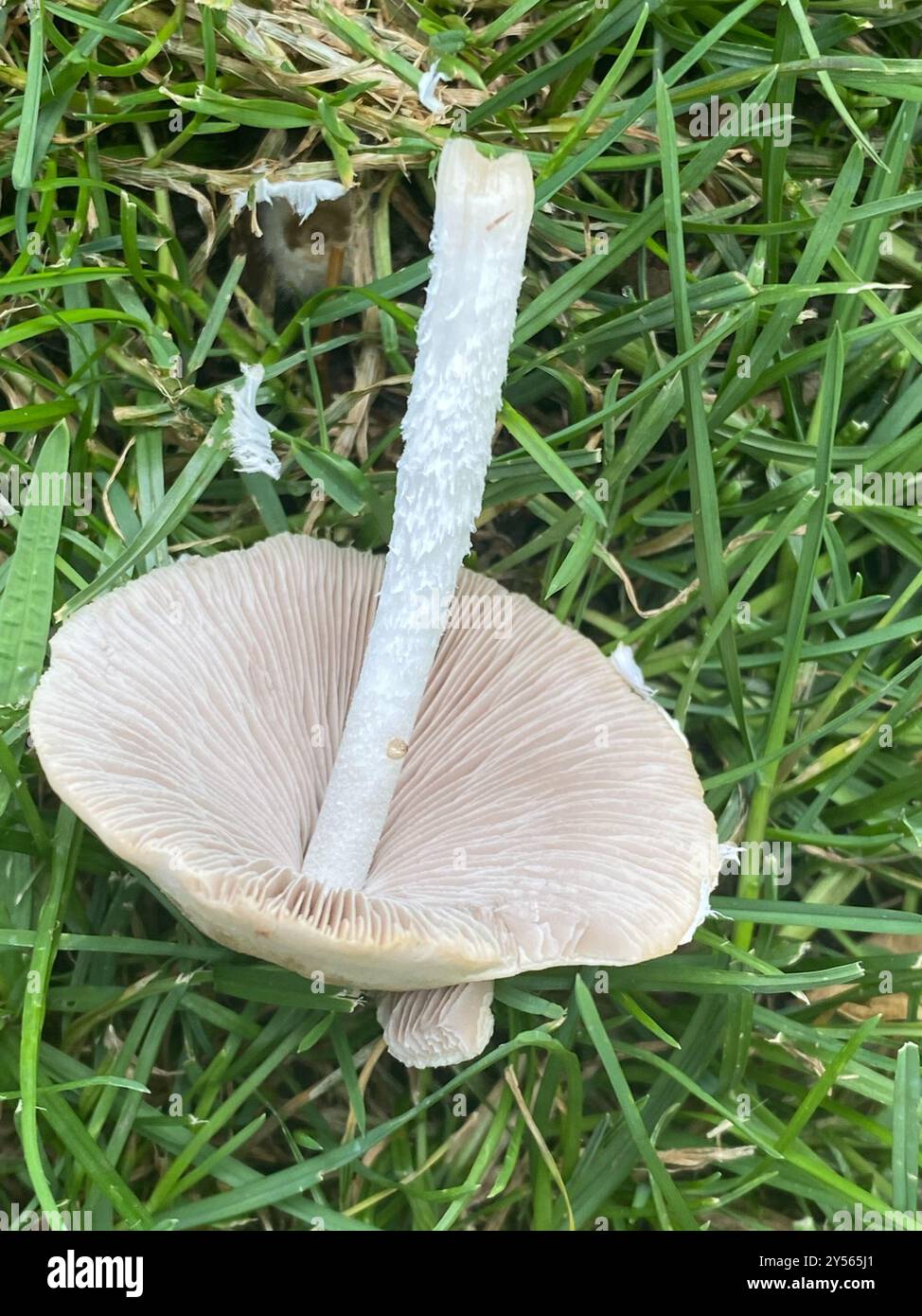 Pale Brittlestem (Candolleomyces candolleanus) Fungi Stock Photo - Alamy