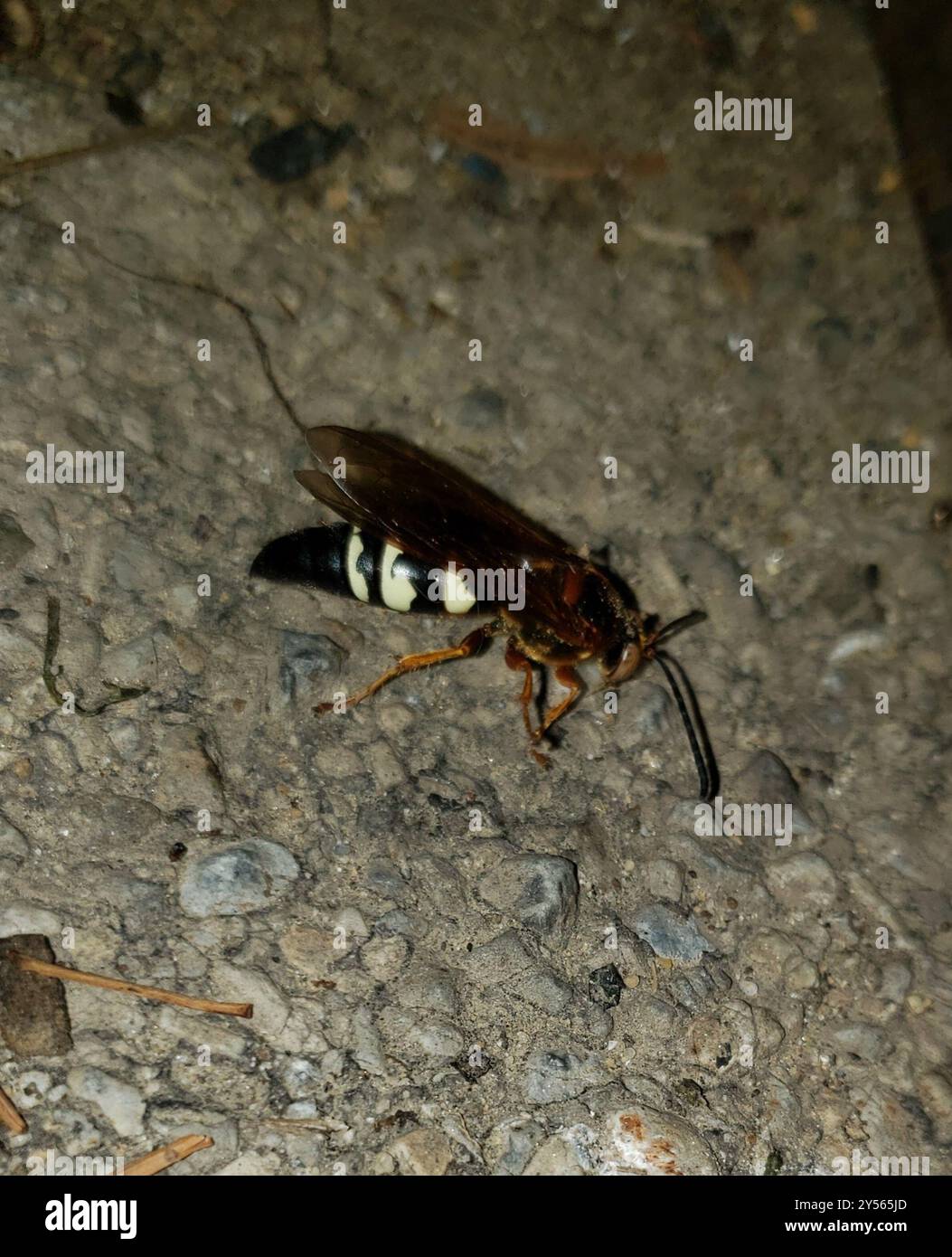 Eastern Cicada-killer Wasp (Sphecius speciosus) Insecta Stock Photo - Alamy