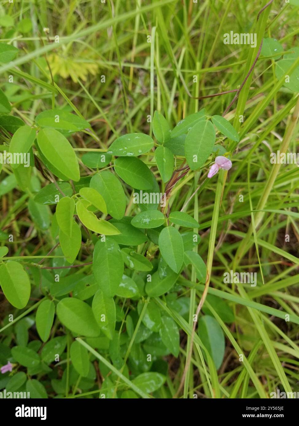 eastern milk-pea (Galactia regularis) Plantae Stock Photo - Alamy